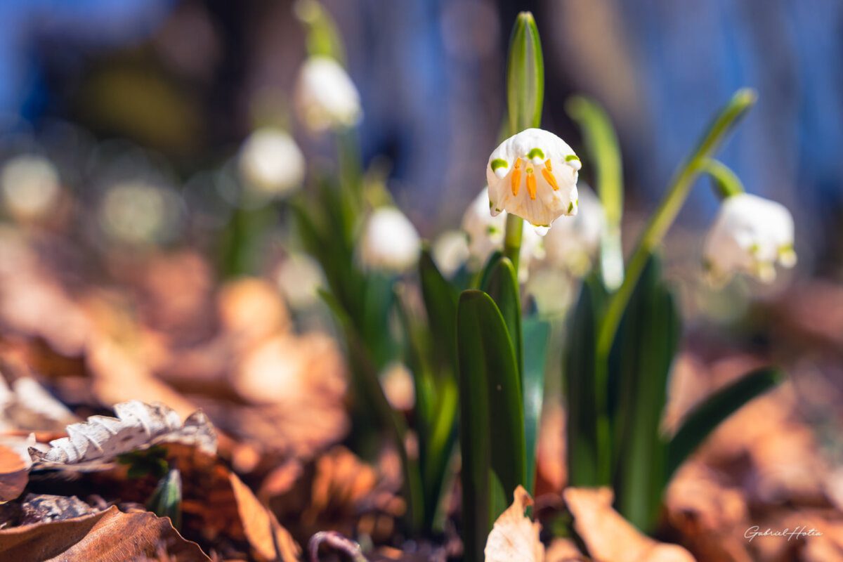 De vis! Milioane de ghiocei sălbatici au înflorit într-o poiană din ...